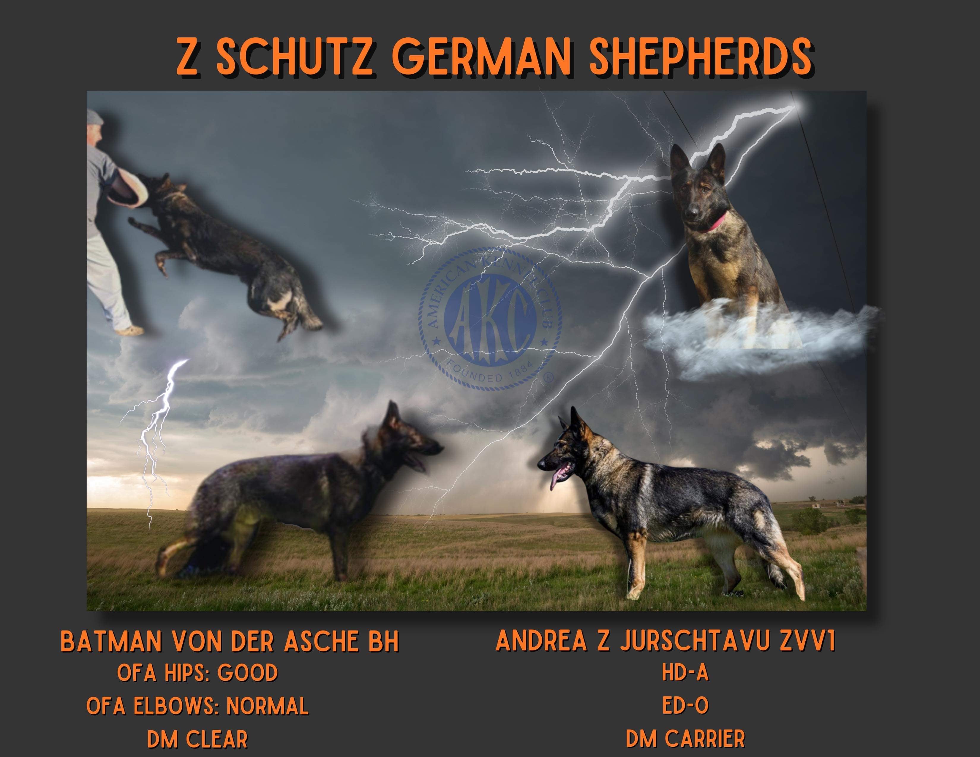 Batman Von Der Asche BH X Andrea Z JURSCHTAVU ZVV1 – Z SCHUTZ GERMAN ...