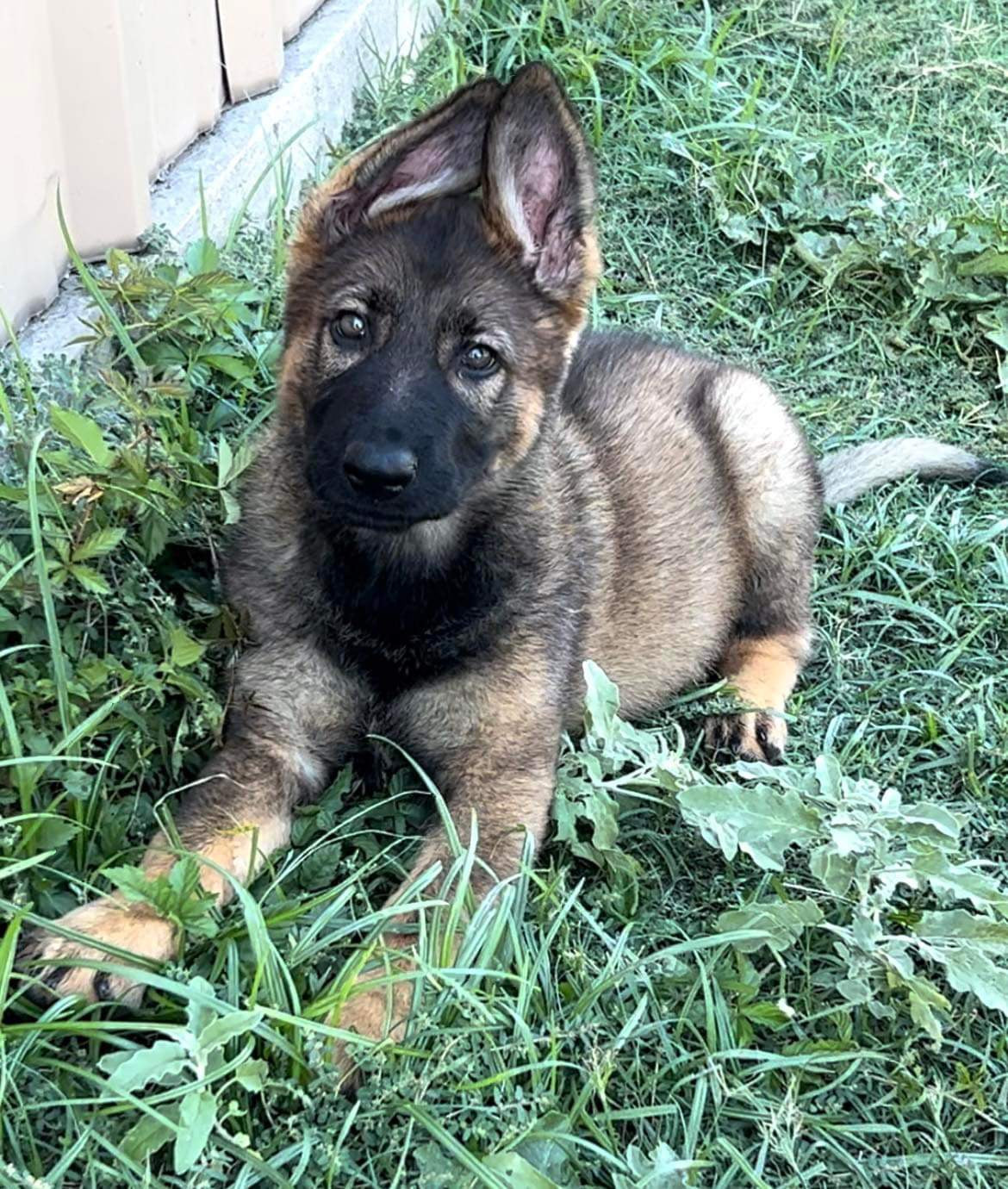 PROGENY OF:TABBY Z JIRKOVA DVORA X BATMAN VON DER ASCHE (AKA MAX) – Z ...